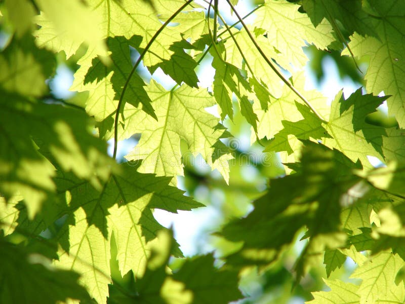 Leaf, Tree, Branch, Maple Tree Stock Image - Image of leaf, tree: 96659847