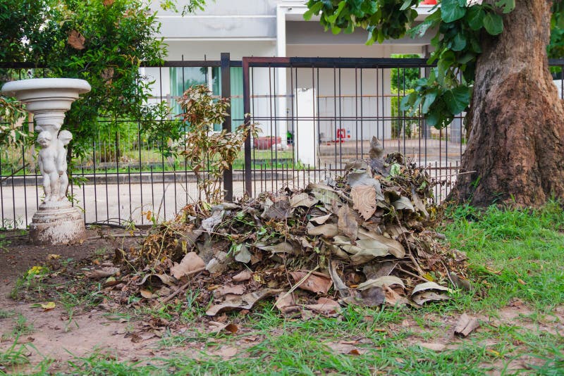 Leaf Tree Dry Was Collect after Cleaning in Home Garden Stock Photo ...