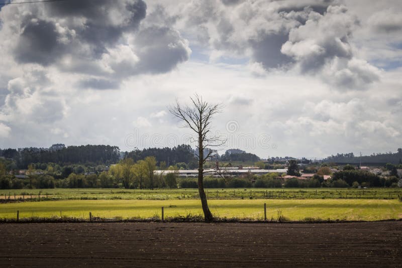 Leaf less Tree in the Fields Stock Image - Image of landscape, morning ...