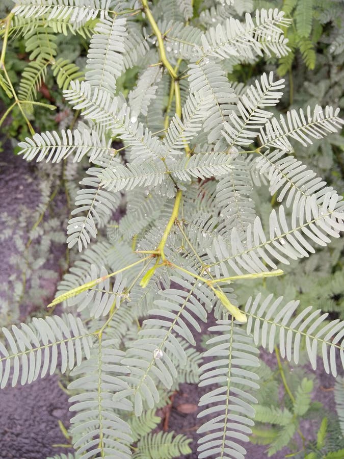 Leaf Tree Flower Root Rain Time Stock Photo - Image of root, leaf ...
