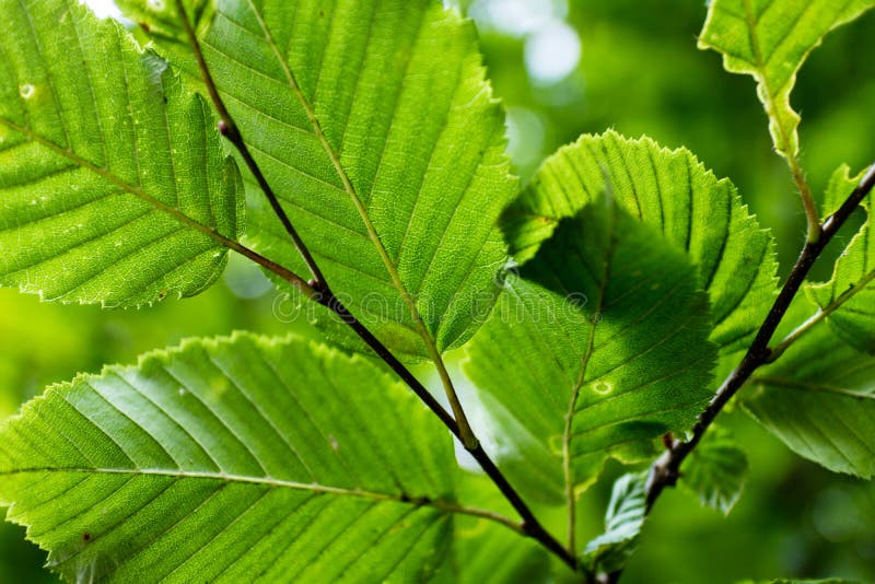 Leaf on a tree stock image. Image of branch, cold, morning - 227490949