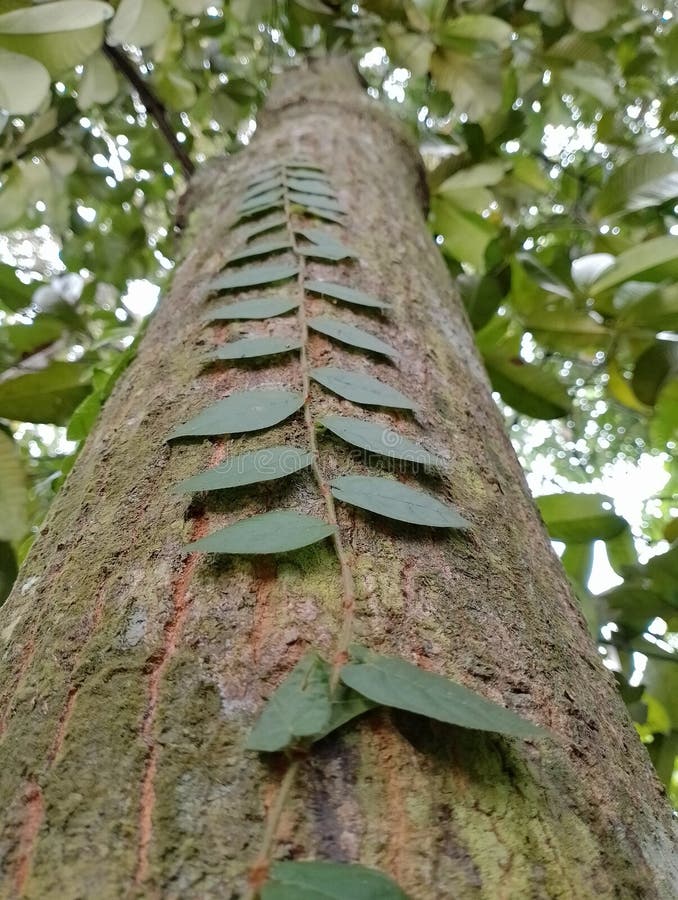 Leaf on tree forest stock image. Image of autumn, produce - 269745477