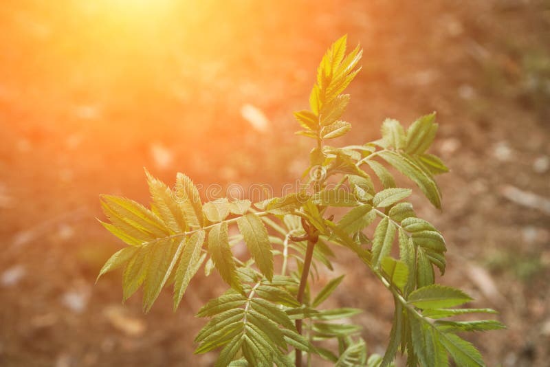Leaf Tree Forest Backlight Natural View of the Forest. Horizontal ...