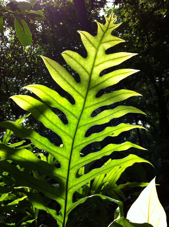 Leaf Tree Green Nature Textures Light Background Beautiful Stock Image ...