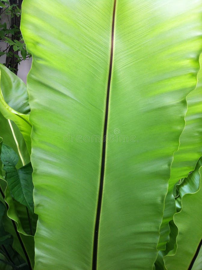 Leaf Tree Green White Nature Background Beautiful Stock Image - Image ...