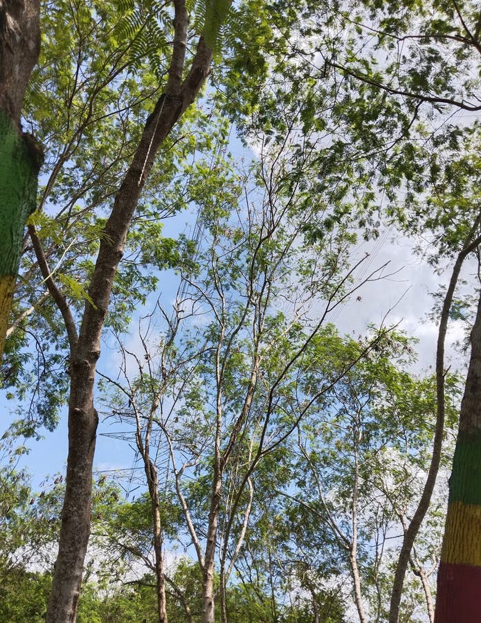 Leaf, tree, sky stock photo. Image of autumn, grove - 364476226