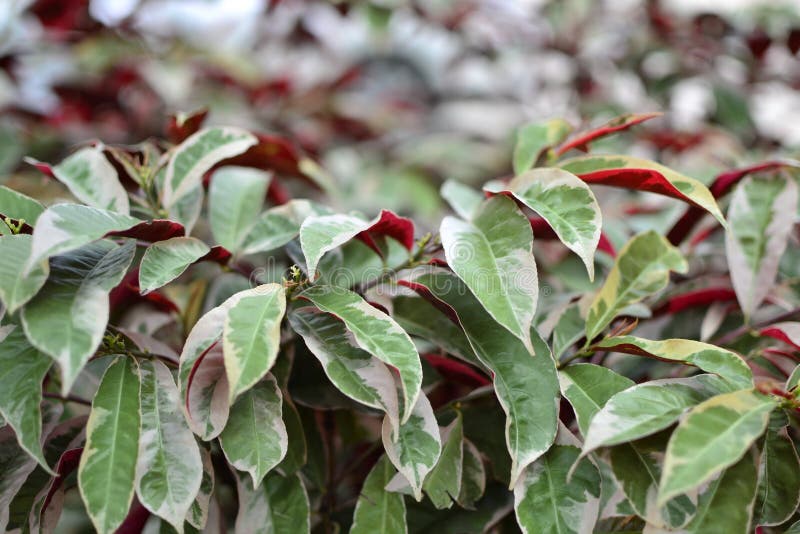Leaf tree stock photo. Image of nature, bamboo, forest - 96260950