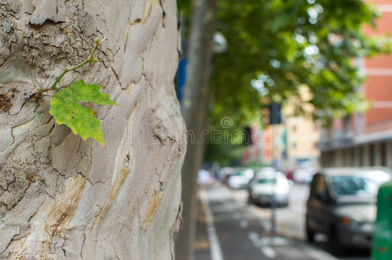 Leaf from a Tree Trunk in City Stock Image - Image of background, urban ...