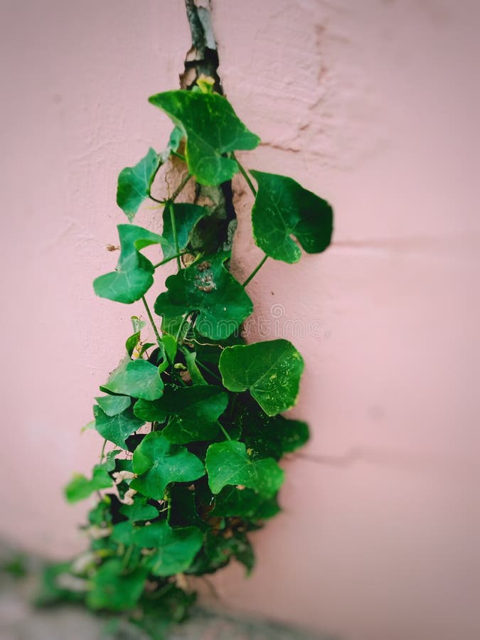 Leaf Tree on the Wall Concrete Stock Photo - Image of plant, wall ...
