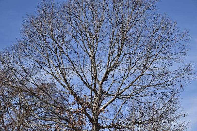 Barren Tree at Winter Time Background Stock Image - Image of branch ...