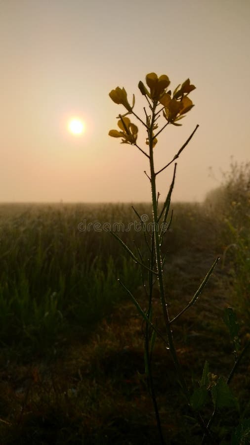 Beautiful Mustard Flowers and Sunrise on Earth Stock Photo - Image of ...