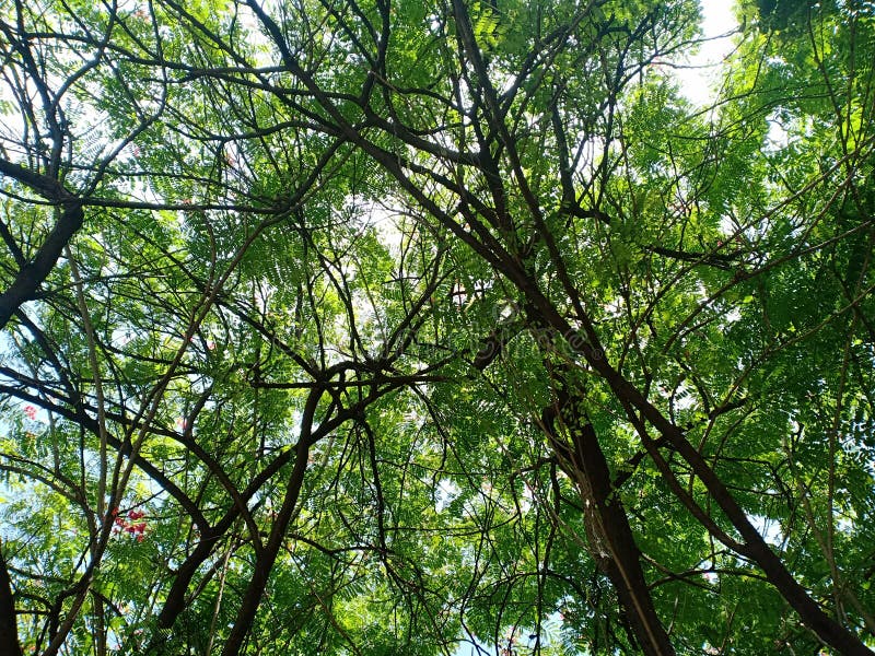 Nature s beauty stock photo. Image of tress, natures - 125405416