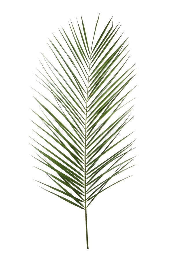 Leaf of Tropical Palm Tree Isolated Stock Image - Image of foliage ...
