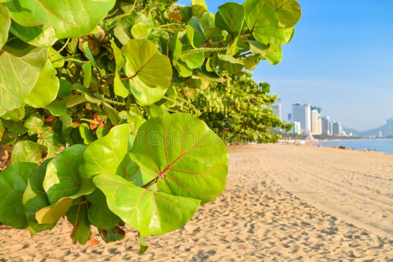 Leaf of Tropical Tree Under Sunlight on Beach at the Morning Stock ...