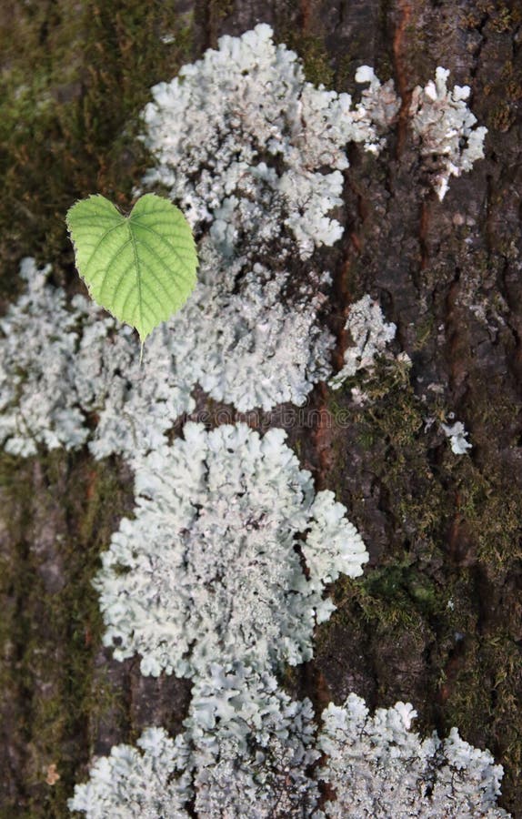 Leaf in a trunk stock photo. Image of tree, macro, natural - 76518782