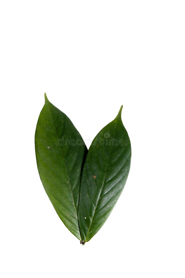 Leaf Tuba Root , Derris Thai White Background in Studio Stock Photo ...