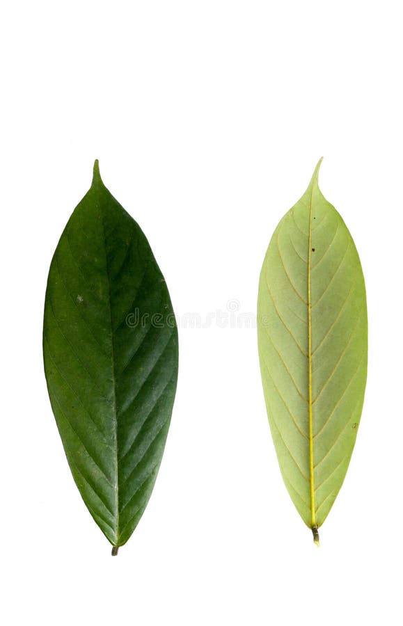 Leaf Tuba Root , Derris Thai White Background in Studio Stock Photo ...