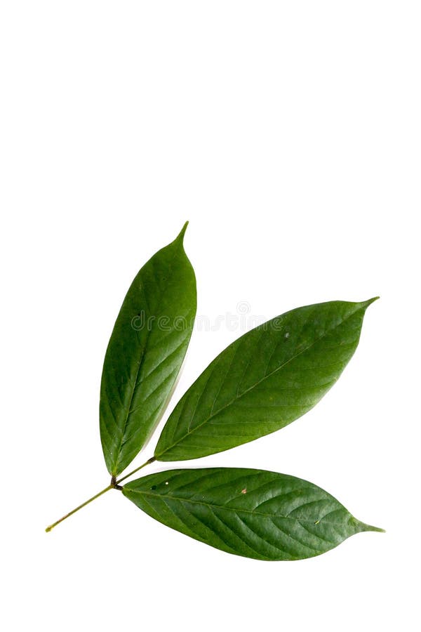 Leaf Tuba Root , Derris Thai White Background in Studio Stock Photo ...