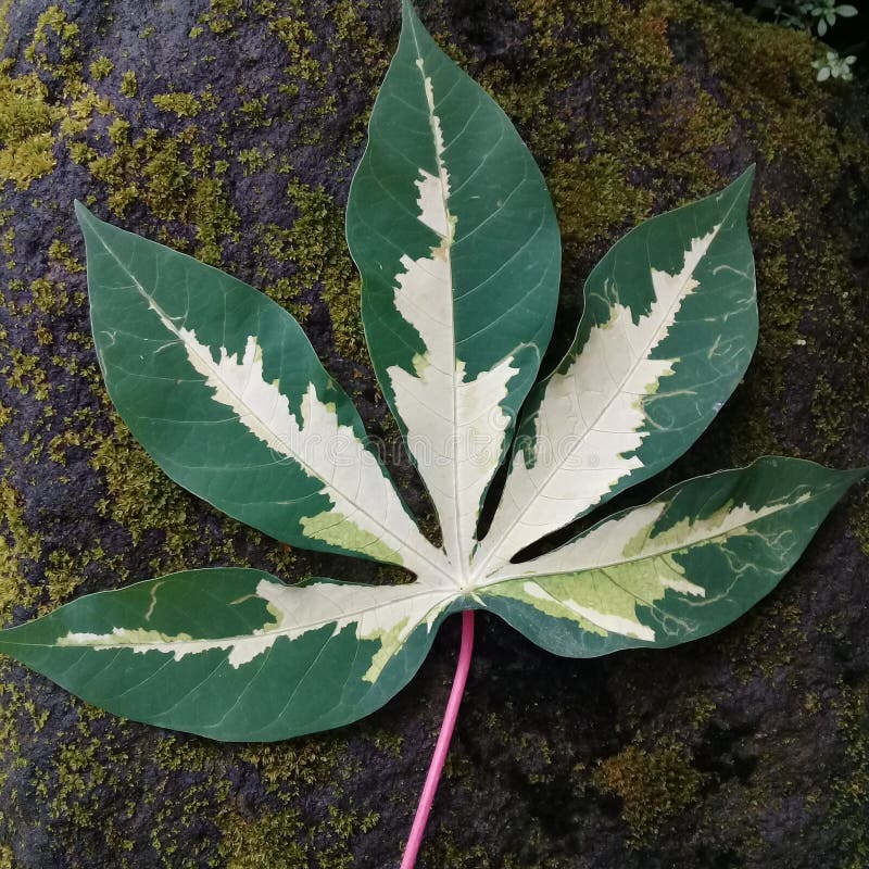 Leaf Tuber Stem on a Mossy Rock Stock Image - Image of rock, white ...