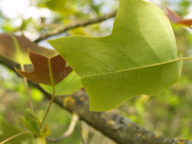 Leaf of a tulip tree stock photo. Image of leaf, species - 92353174