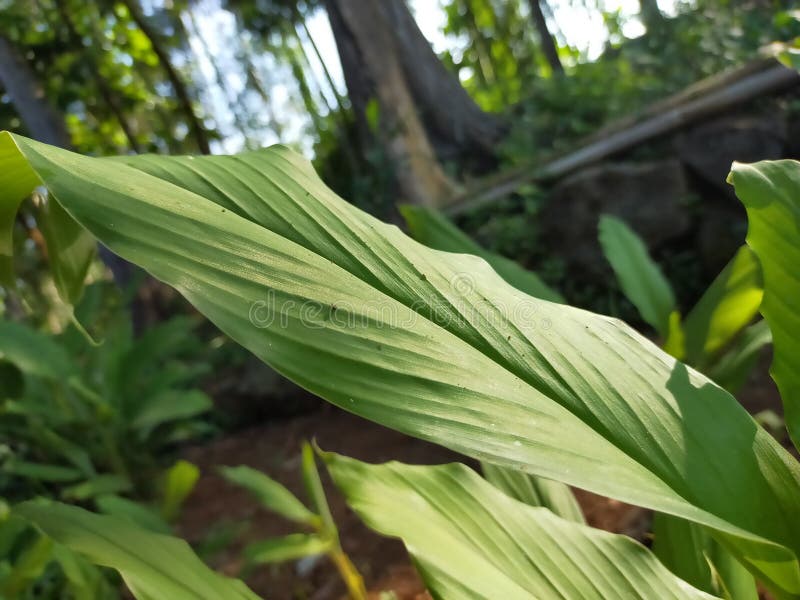 Leaf & X28; Turmeric Leaves & X29; Stock Image - Image of plant ...