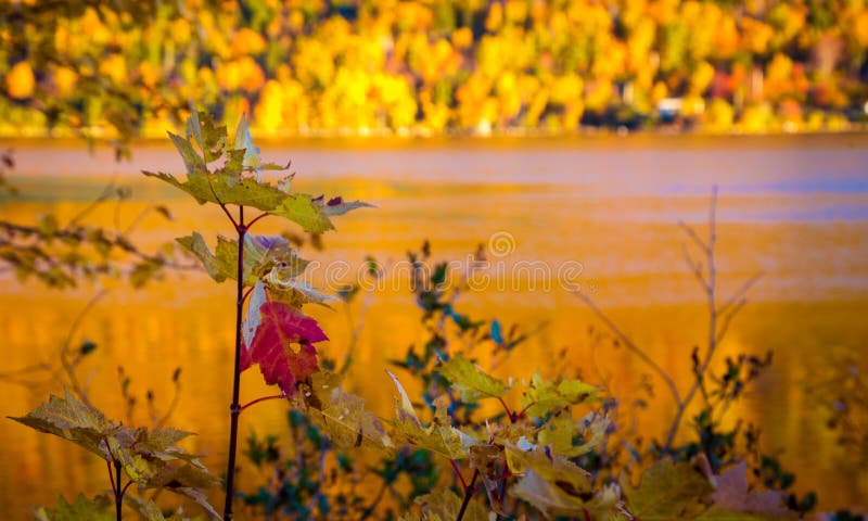 Leaf Turned To Red in Autumn Stock Photo - Image of nova, season: 205243388