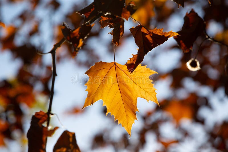 A Leaf Turning Yellow in Autumn Stock Image - Image of outline, yellow ...