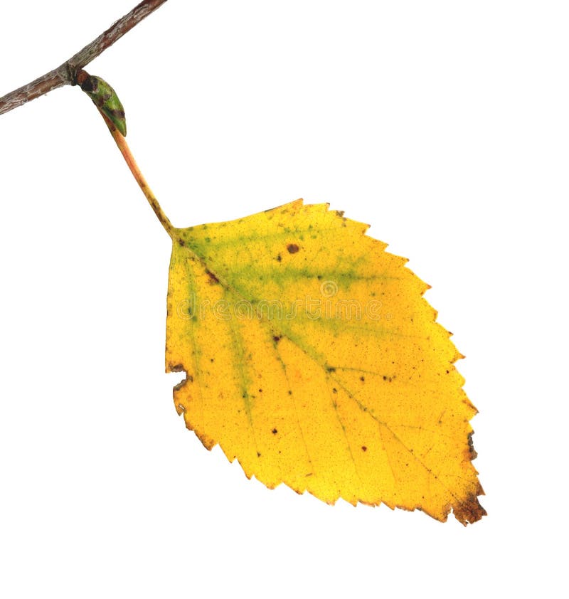 Leaf at a Twig of a Silver Birch in Autumn Stock Photo - Image of ...