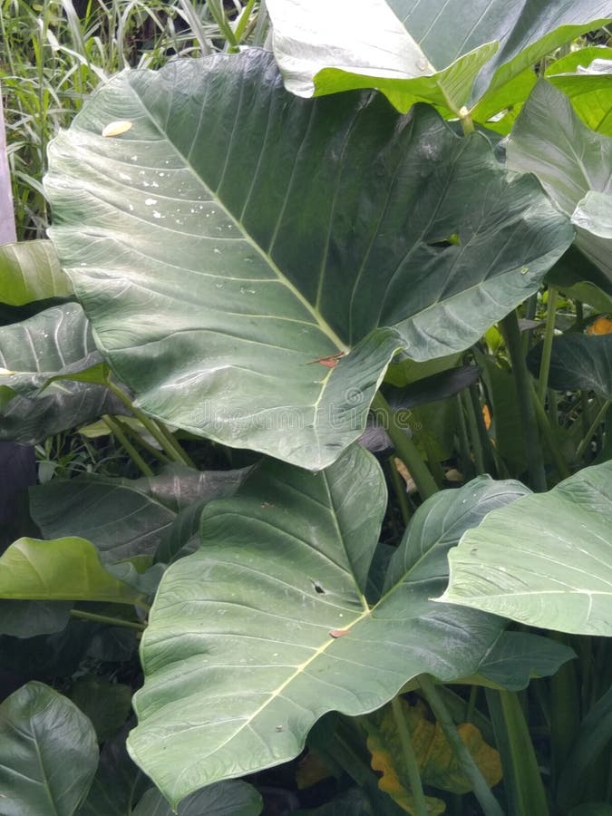 This Leaf is a Type of Taro Plant Which Has Various Types of Tubers ...