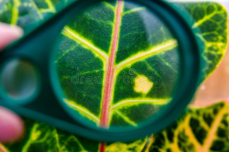 Leaf Under Magnifying Glass Stock Photo - Image of lens, grow: 63873338