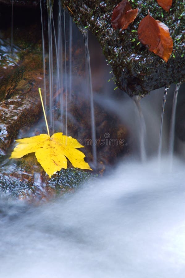Leaf under waterfall stock photo. Image of moss, dream - 7636280