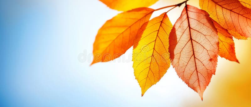 A Leaf Up-close on a Tree Against a Blue Autumn or Winter Sky Stock ...
