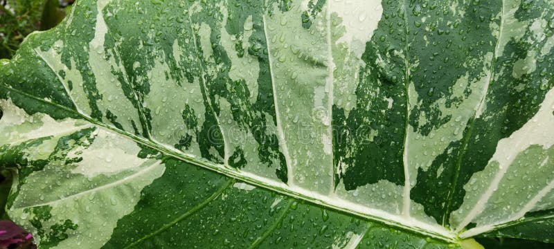 Leaf Varigata, Tree, Garden, Plant Stock Photo - Image of branch ...