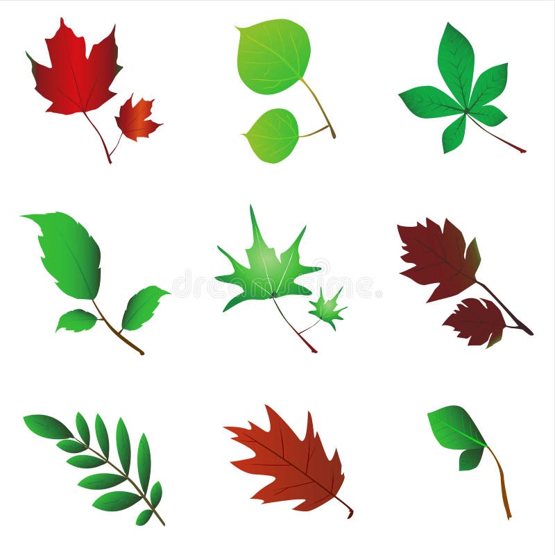 Leaf vector stock vector. Illustration of collection, brown - 3682196