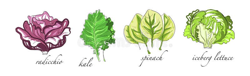 Leaf Vegetable and Herbs with Name Vector Set Stock Illustration ...