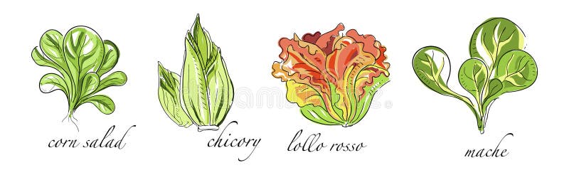 Leaf Vegetable and Herbs with Name Vector Set Stock Illustration ...