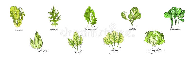 Leaf Vegetable and Herbs with Name Vector Set Stock Vector ...