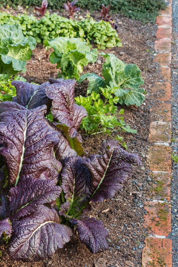Leaf Vegetables Growing in Garden Stock Photo - Image of leaf, savoy ...