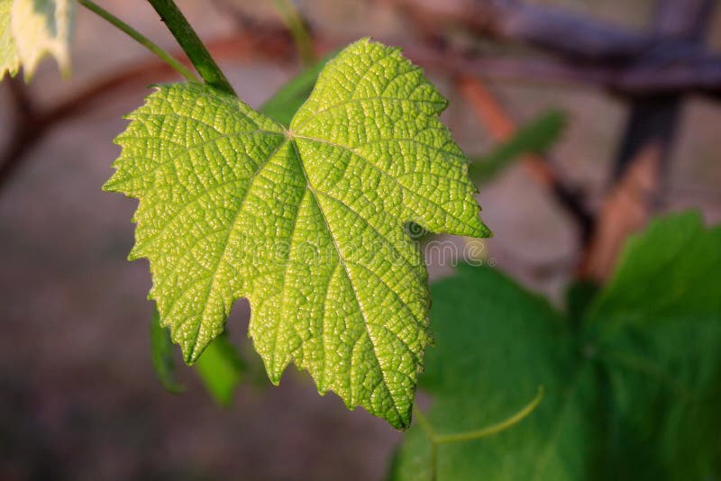 Leaf, Vegetation, Grapevine Family, Grape Leaves Picture. Image: 99048790