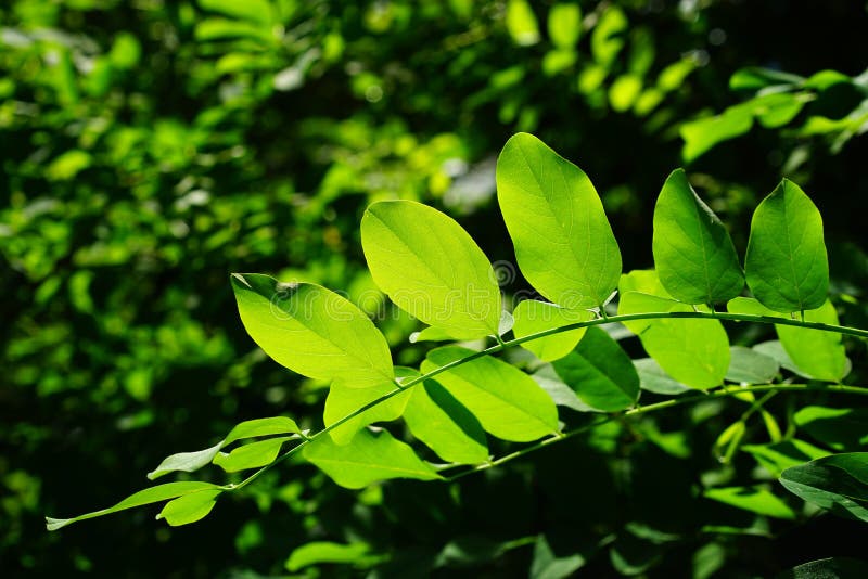 Leaf, Vegetation, Plant, Branch Stock Photo - Image of leaf, vegetation ...