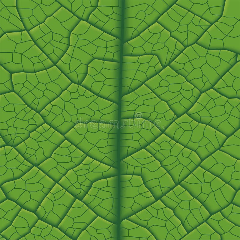 Leaf vein stock vector. Illustration of mosaic, green - 13892087