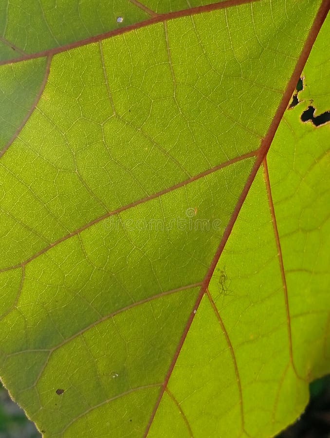 Leaf vein lines from below stock photo. Image of leaf - 372677186