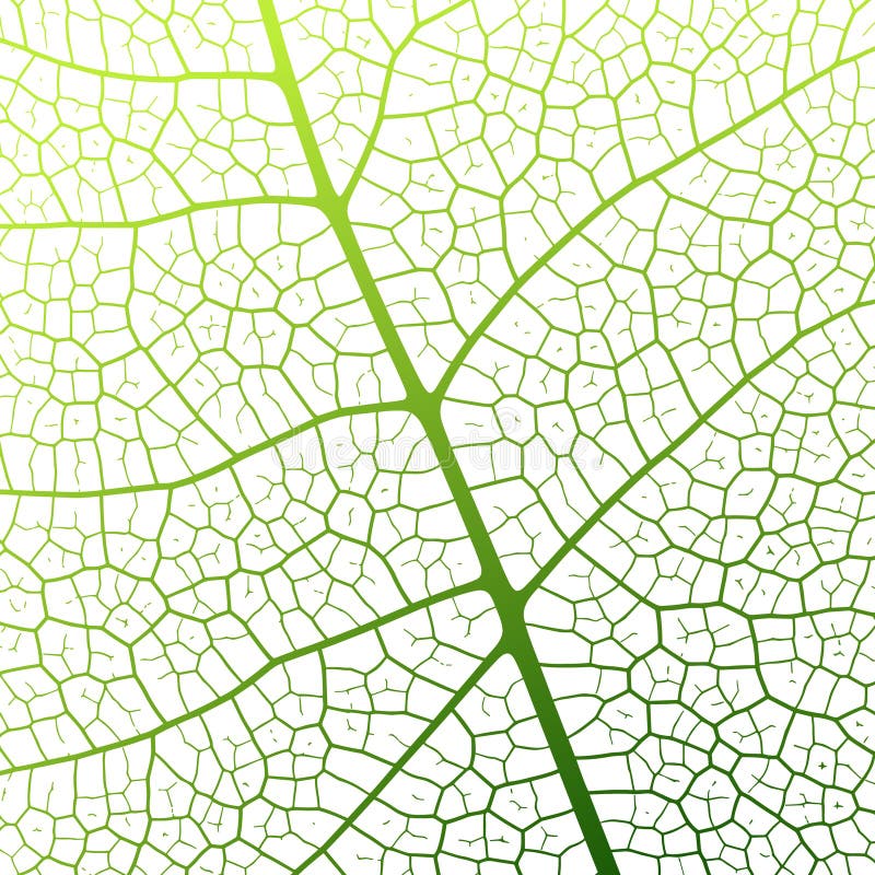 Leaf Vein Texture Abstract Background with Close Up Plant Leaf Cells ...
