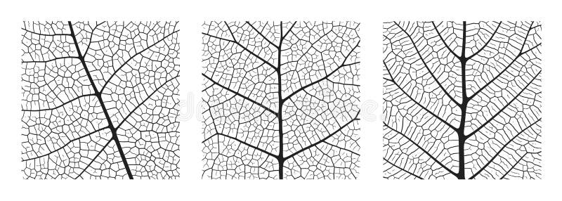 Leaf Vein Texture Abstract Background Set with Close Up Plant Leaf ...