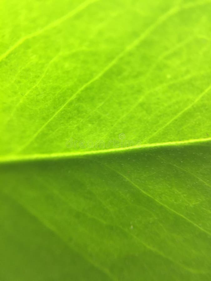 Leaf vein texture stock photo. Image of leaves, macro - 121613936