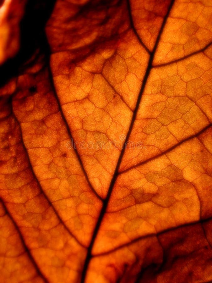 Leaf veins stock image. Image of nature, color, complex - 19521