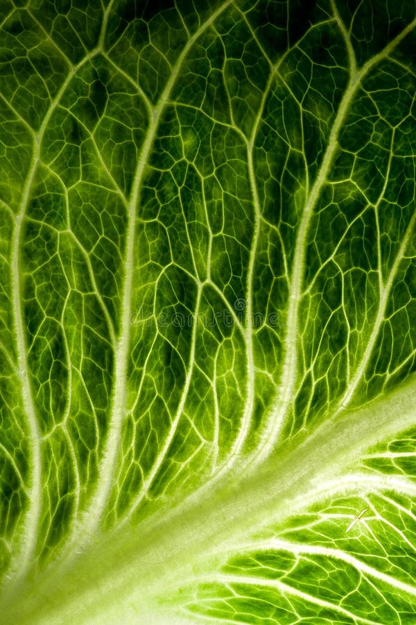 Leaf Veins Picture. Image: 20662168