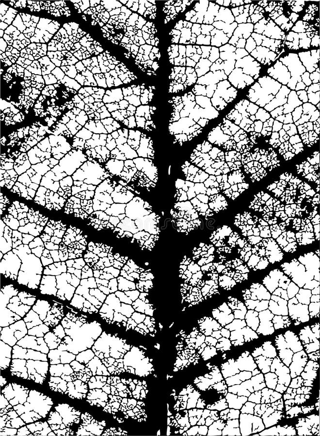 720+ Leaf veins Free Stock Photos - StockFreeImages