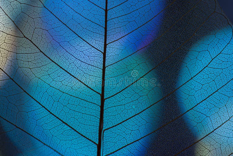 Leaf with Veins and Cells and Light Bokeh Stock Image - Image of ...