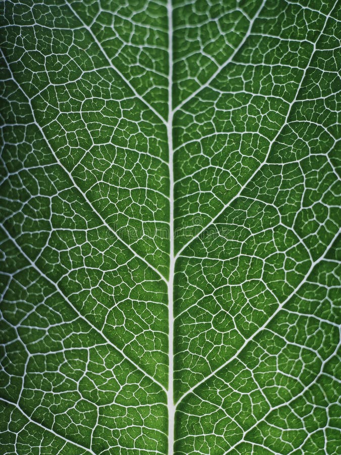 Leaf veins stock image. Image of leaves, black, macro - 18956545